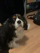 Jonathan Tene (Jonathan Tene) - Player Profile | DashFight